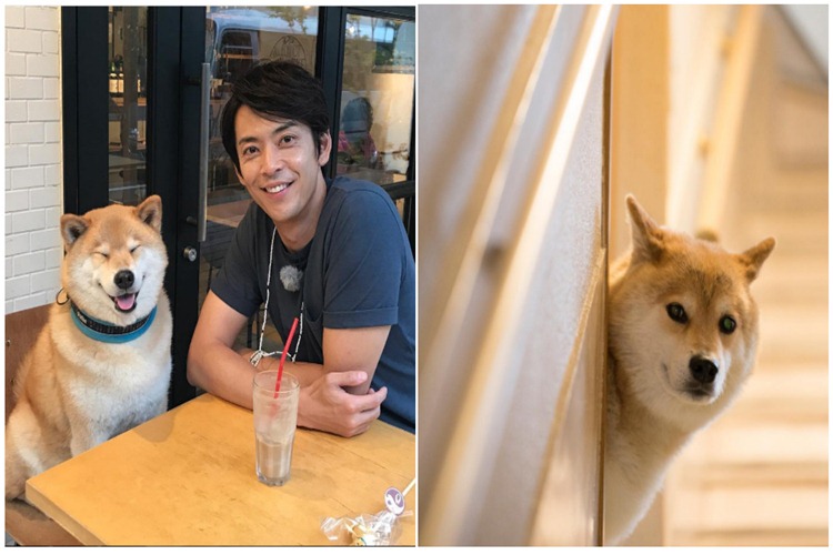 Meet Maru The Smiliest Dog In Japan Akita Inu Smile Clearance
