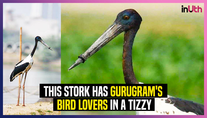 This Stork Has Gurugram's Bird Lovers In A Tizzy